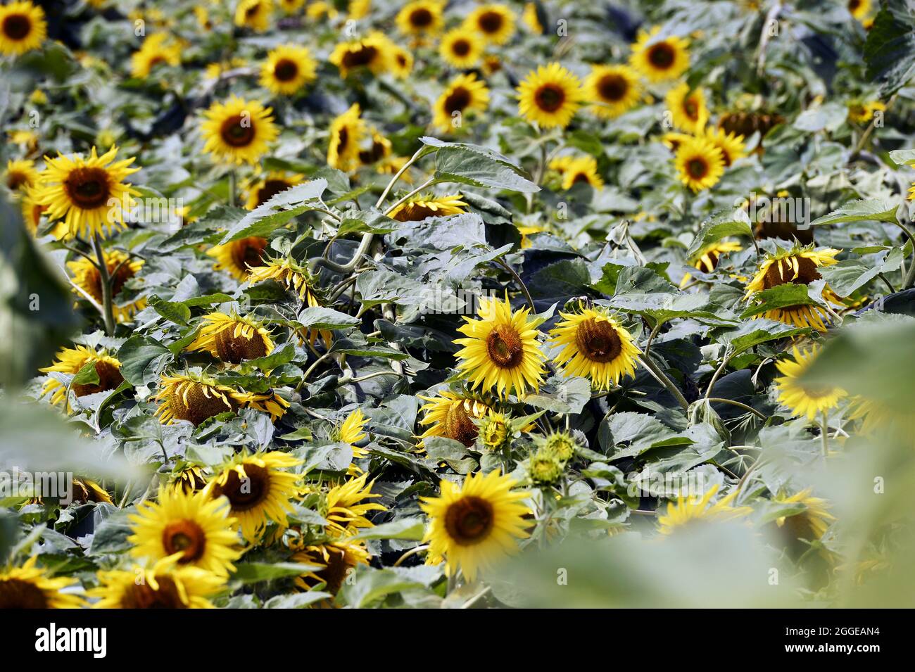 Sunflowers fiels hi-res stock photography and images - Alamy