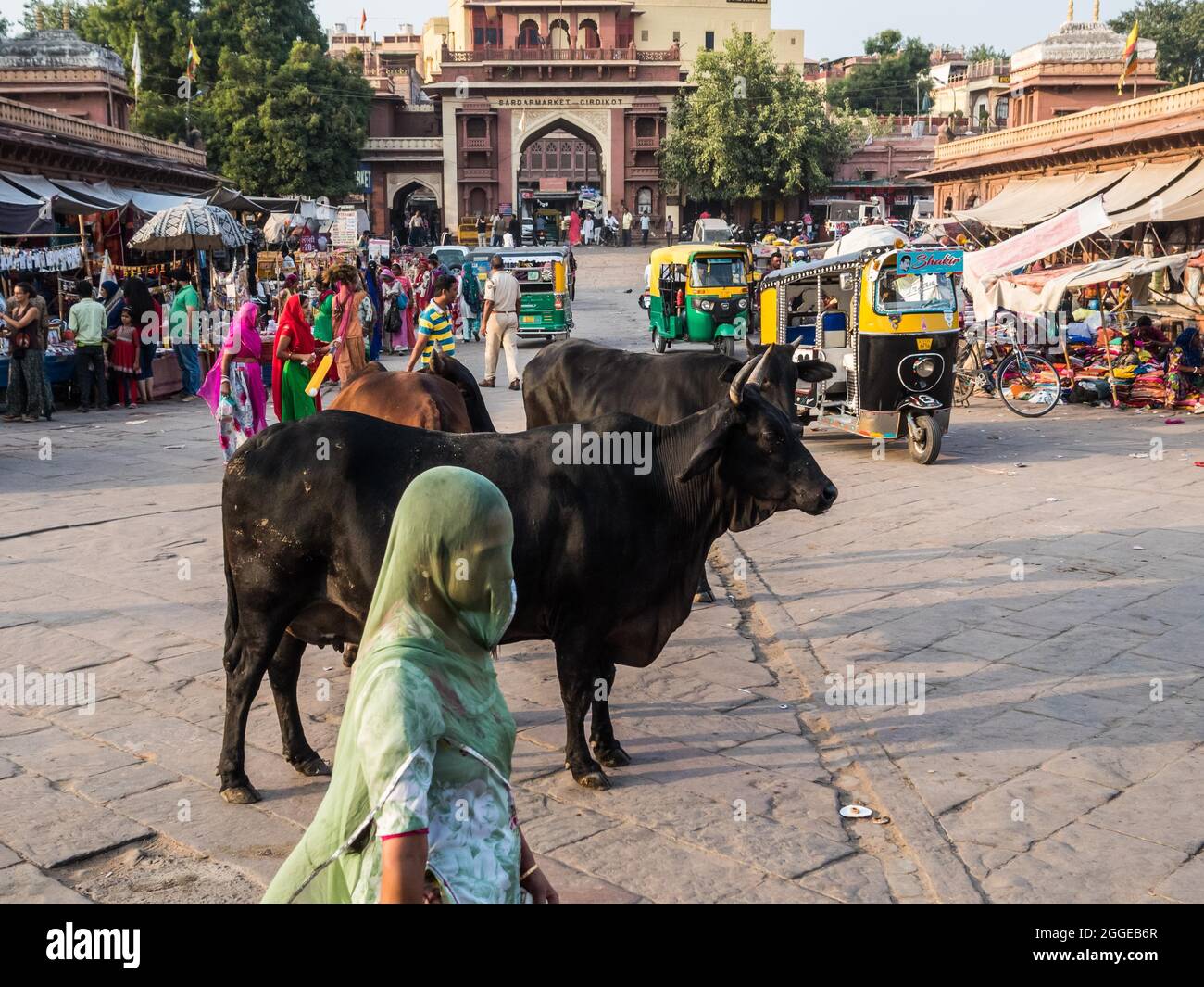 Cattle at Sardar Market, Old Town, Jodhpur, Rajasthan, India Stock ...