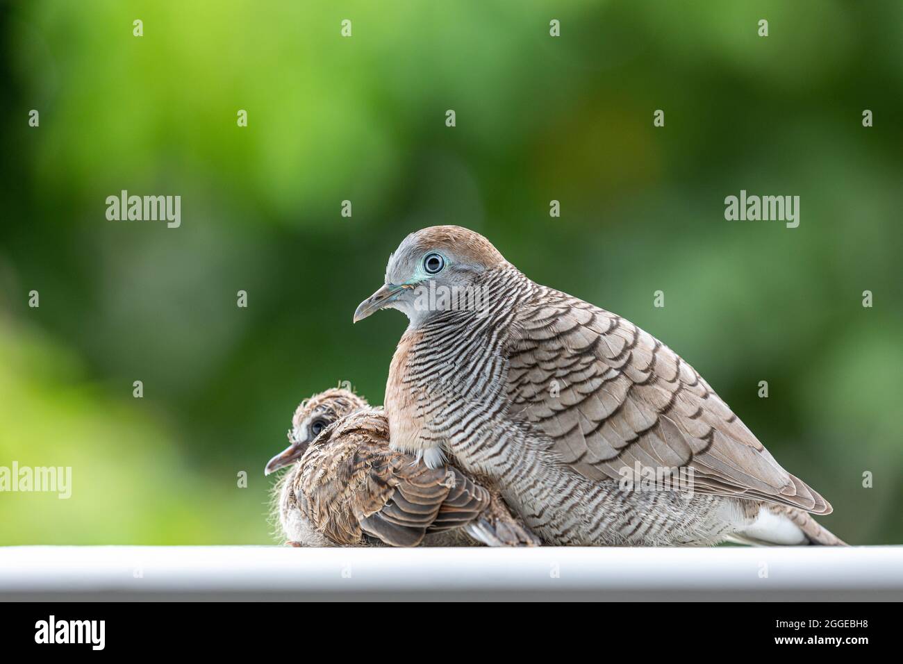 Baby after birth hi-res stock photography and images - Alamy