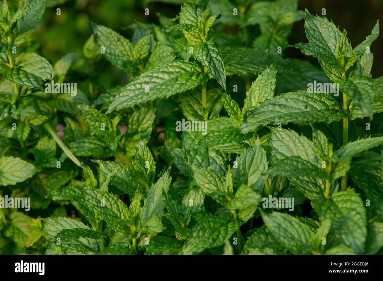peppermint close up for natural looking background Stock Photo - Alamy