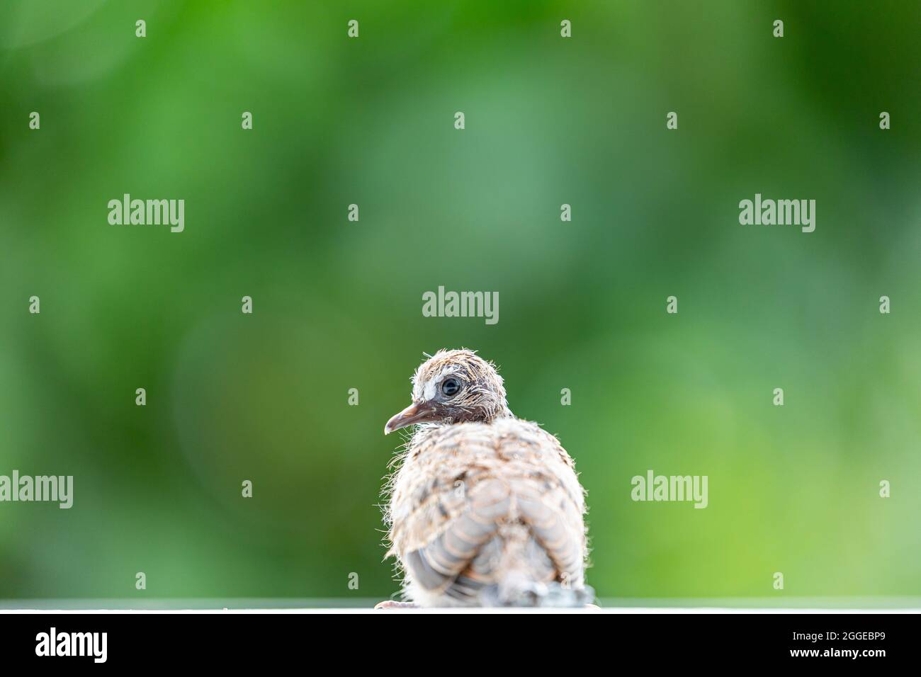Close focus on head of baby dove after birth with blurry green woodland ...