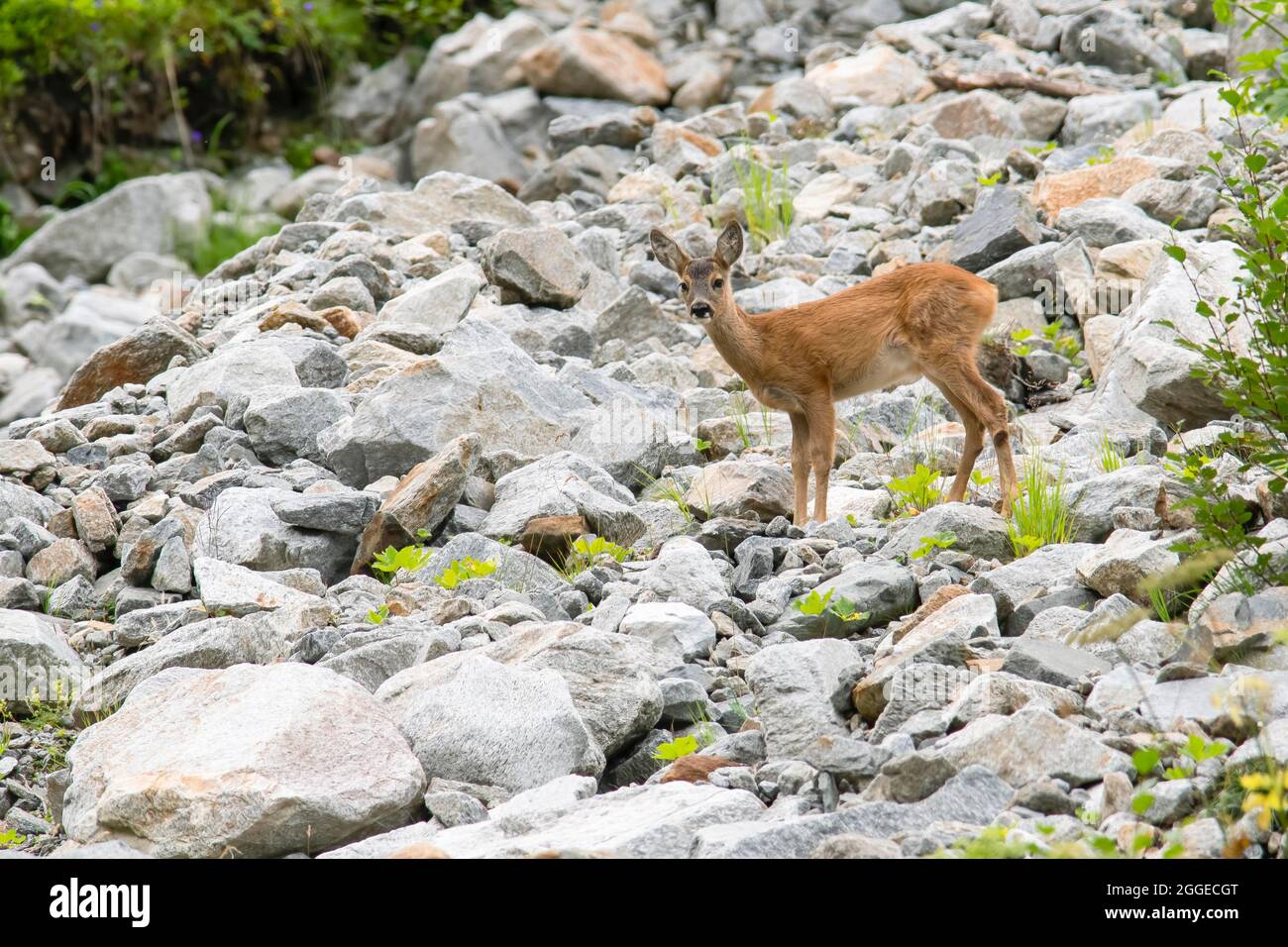 Fawn (Capreolus capreolus) standing in boulder field on mountain slope ...