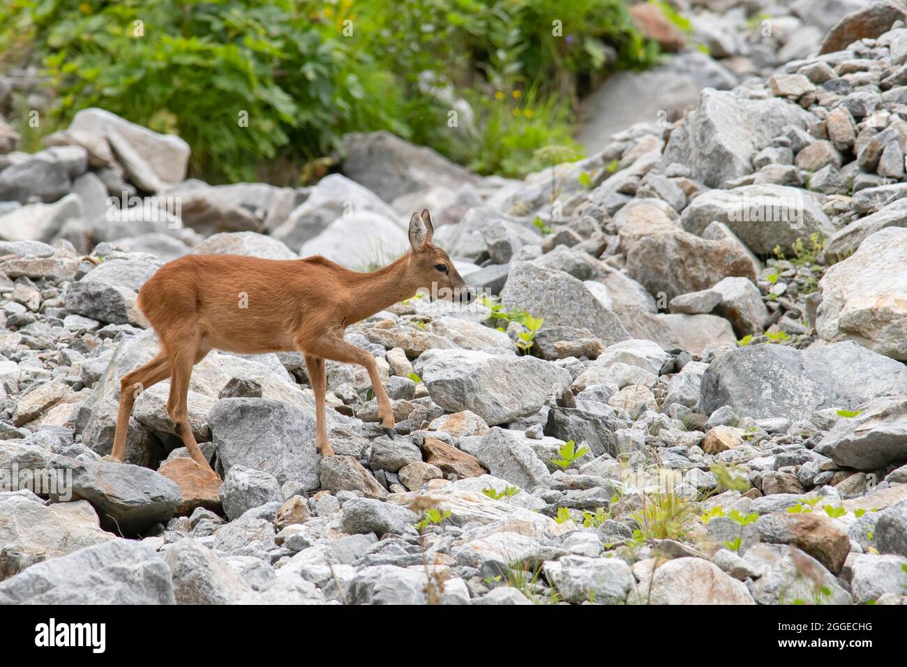 Austria tyrol field cross hi-res stock photography and images - Alamy