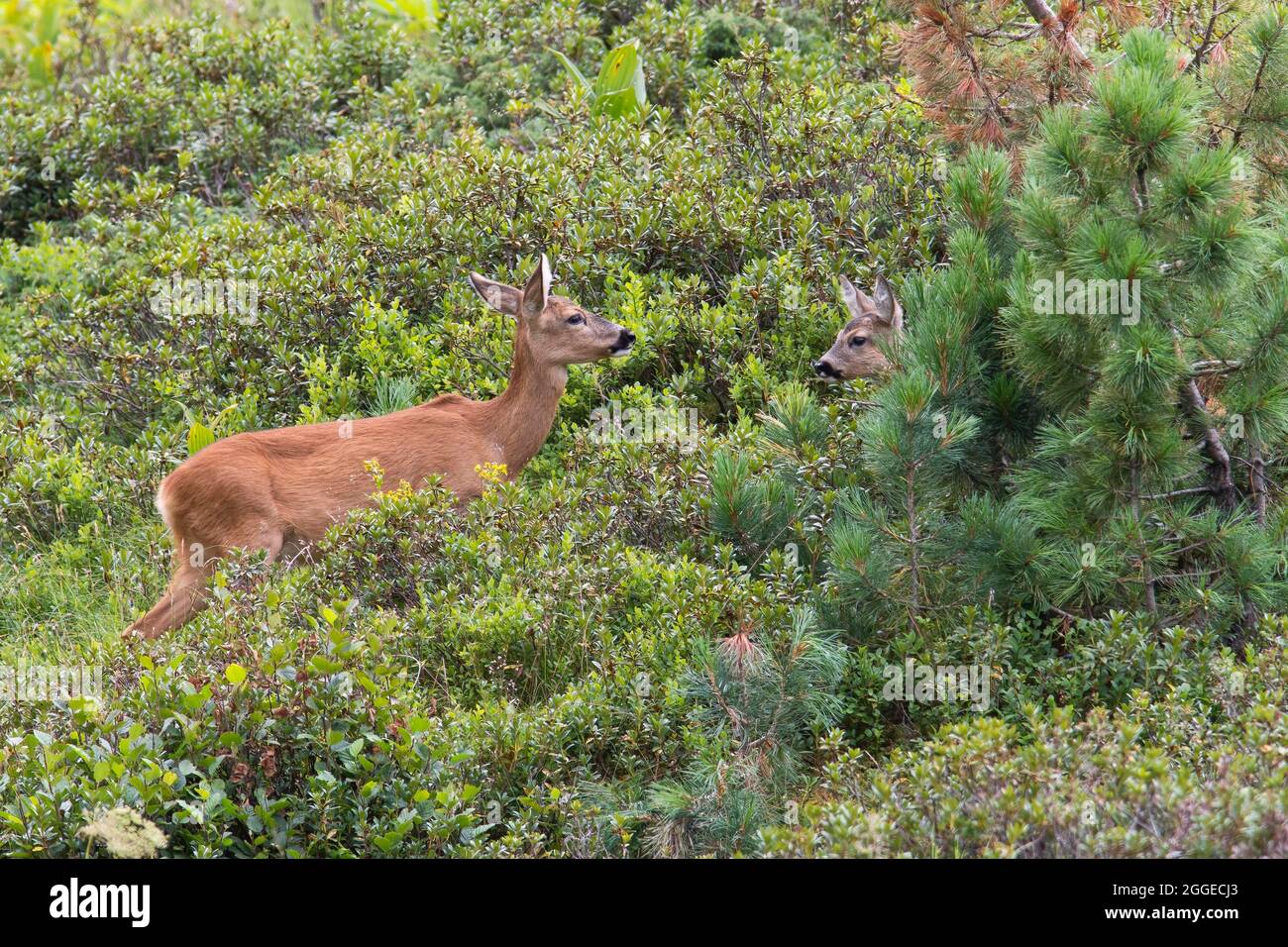 Roe goat (Capreolus capreolus) with fawn on mountain meadow, Tyrol ...