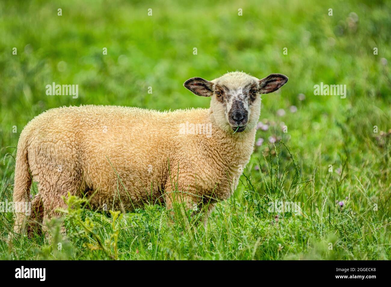 Cute lamb looking into camera hi-res stock photography and images - Alamy