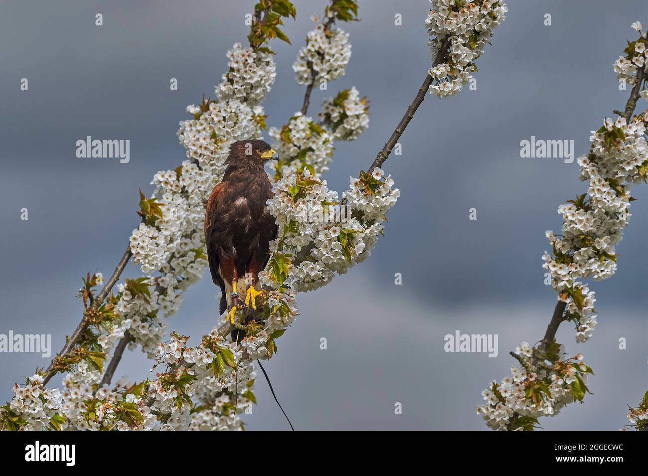 Harris Hawk (Parabuteo Unicinctus), Portrait, England, United Kingdom ...
