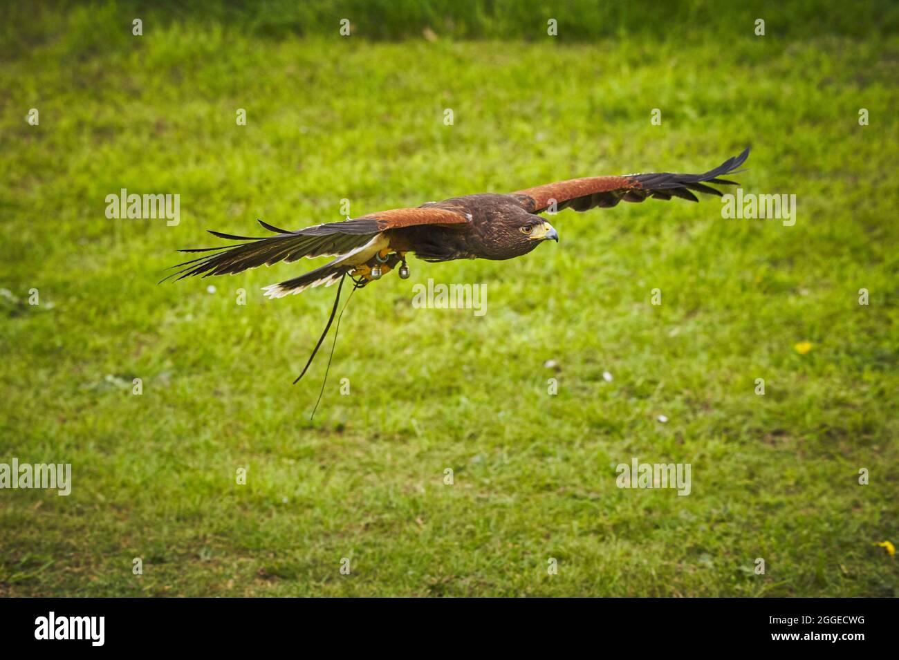 Harris Hawk (Parabuteo Unicinctus), Portrait, England, United Kingdom ...