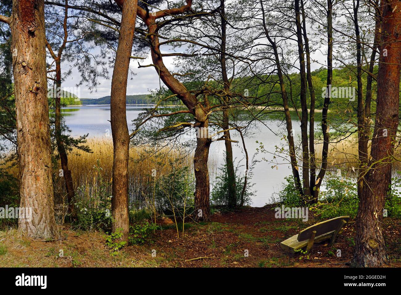 Roofensee, Stechlin nature reserve, Menz, district of the municipality ...