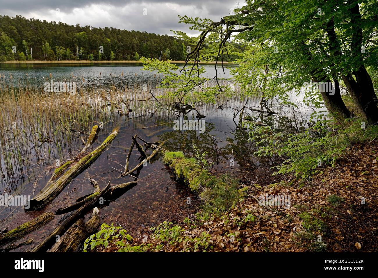 Roofensee, Stechlin nature reserve, Menz, district of the municipality ...