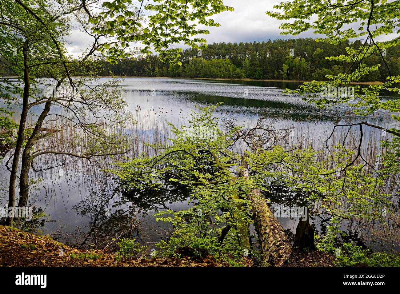 Roofensee, Stechlin nature reserve, Menz, district of the municipality ...