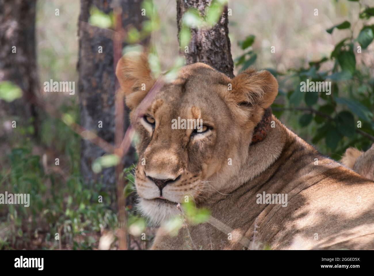 Head and upper body of adult female Lion (Panthera leo) fitted with ...