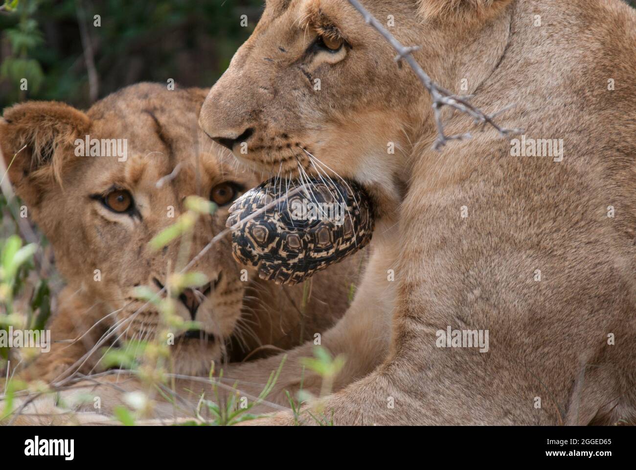 Juvenile leopard tortoise hi-res stock photography and images - Alamy