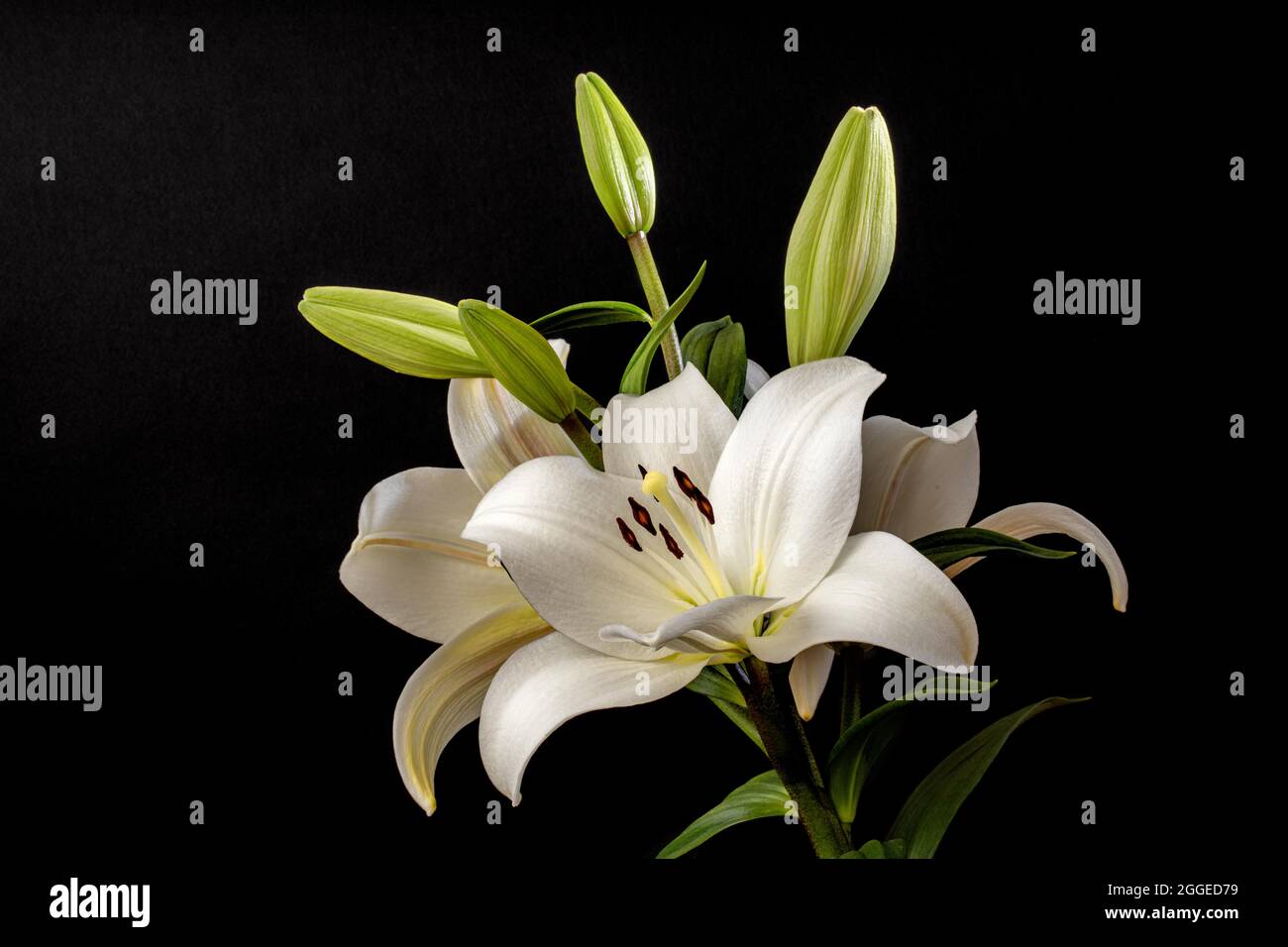 Russian lily hi-res stock photography and images - Alamy