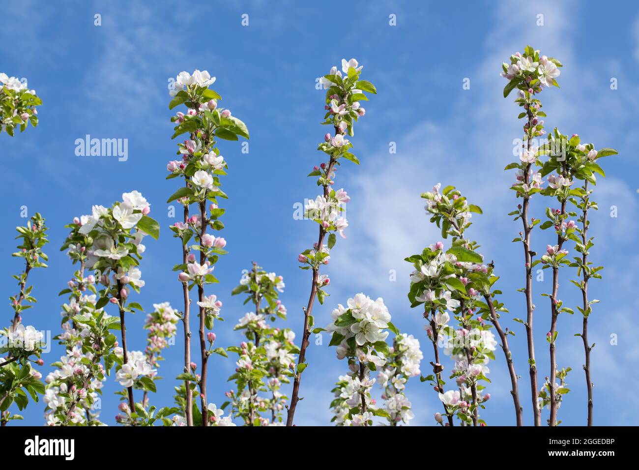 Apple russia hi-res stock photography and images - Alamy