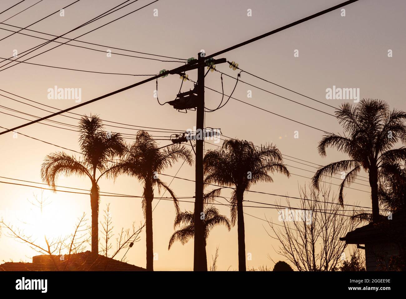 Power pole palm tree hi-res stock photography and images - Alamy