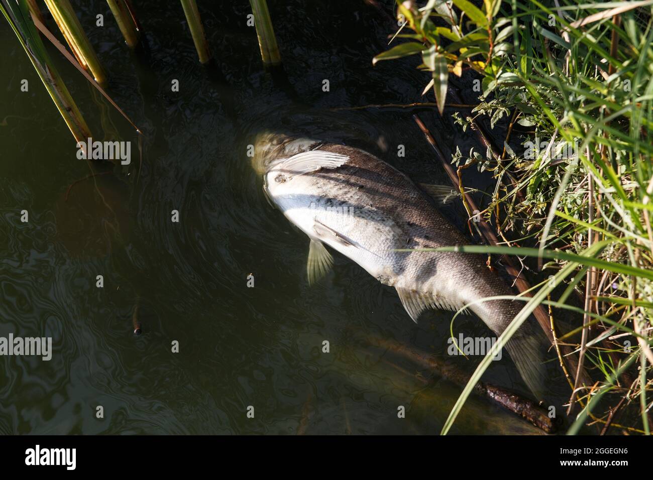 Dead rotten fish on shore of polluted lake. The fish cannot withstand ...