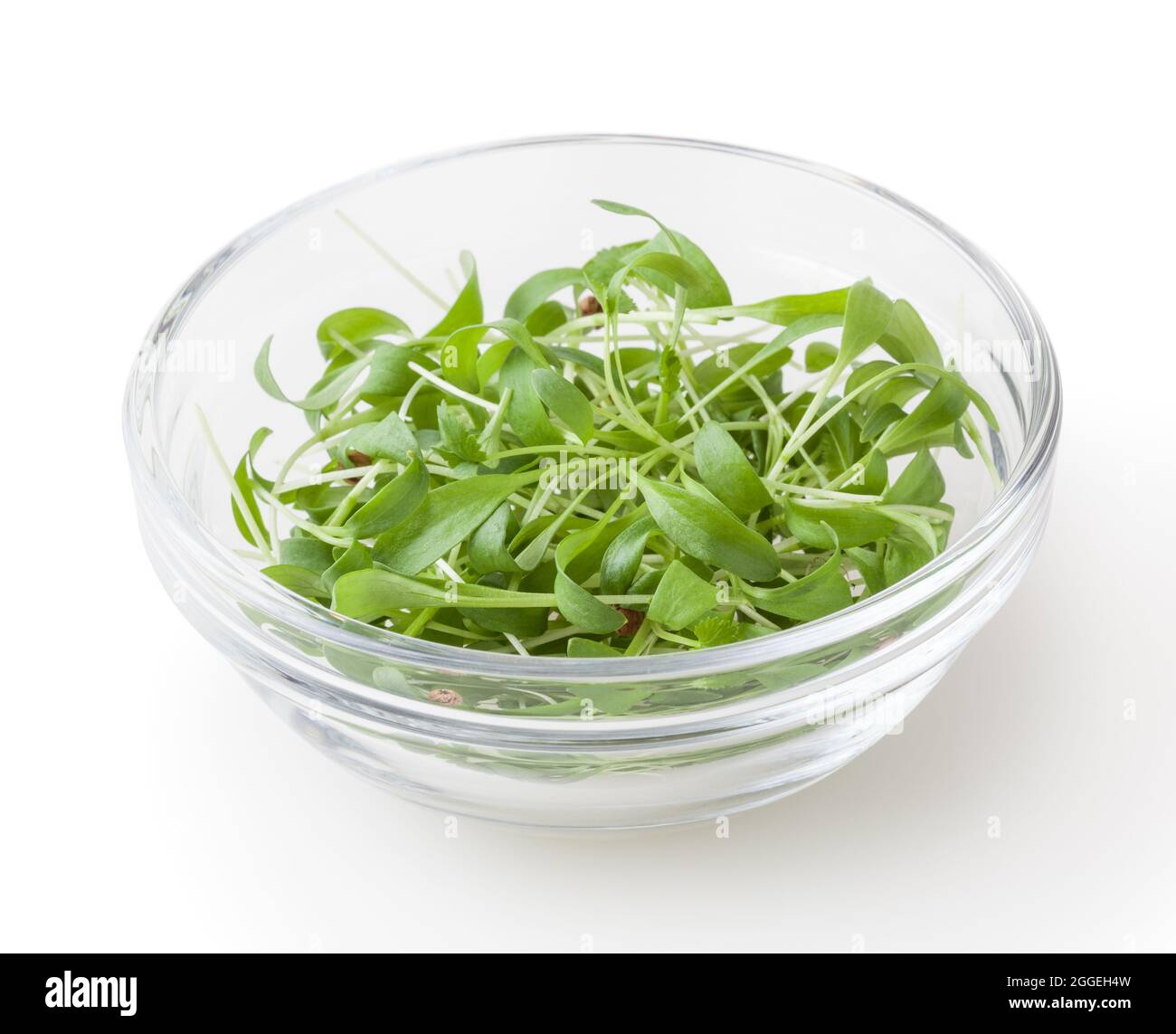 Micro greens coriander sprouts in glass bowl isolated on white ...