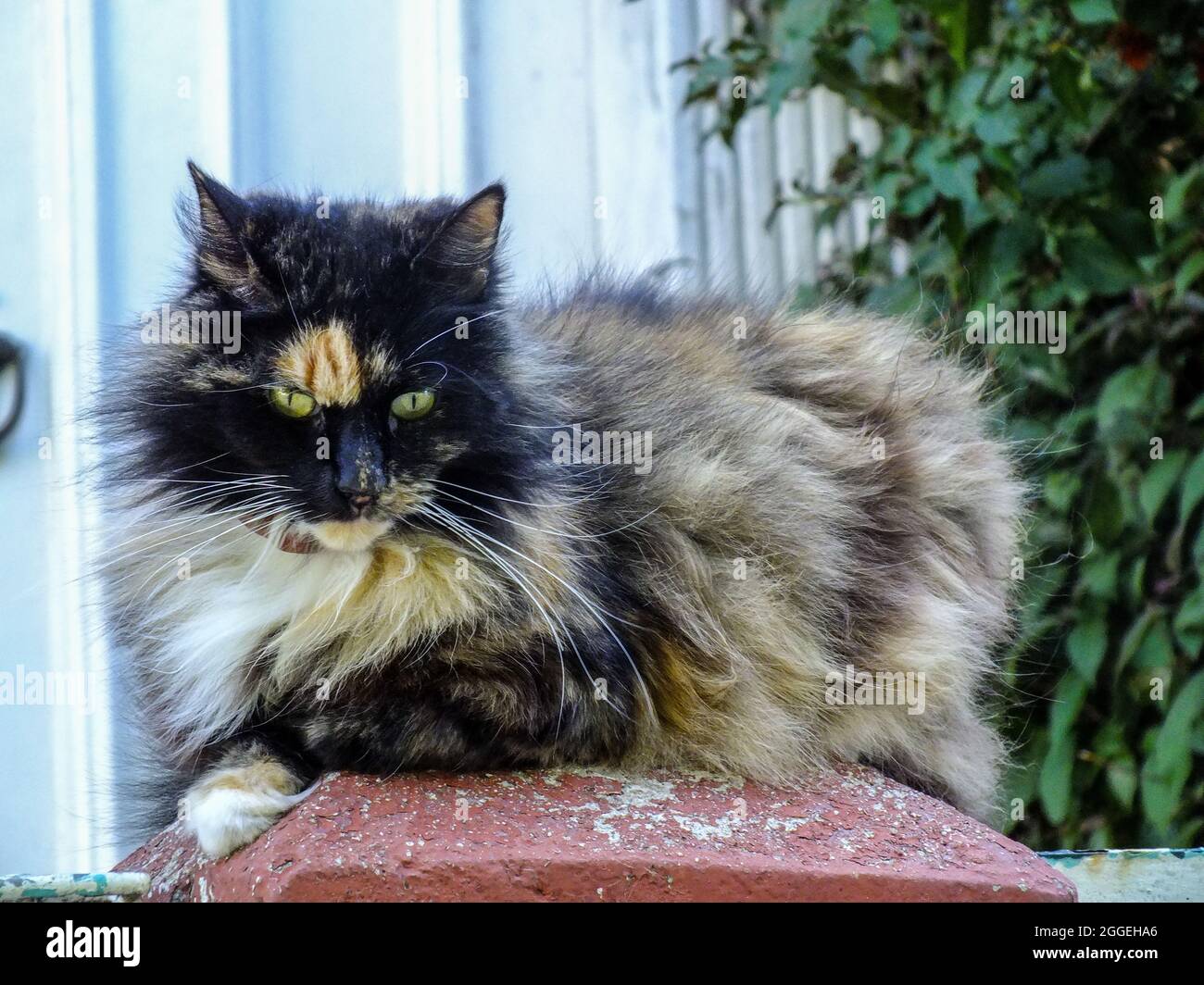photography of kittens playing in northern brazil Stock Photo - Alamy