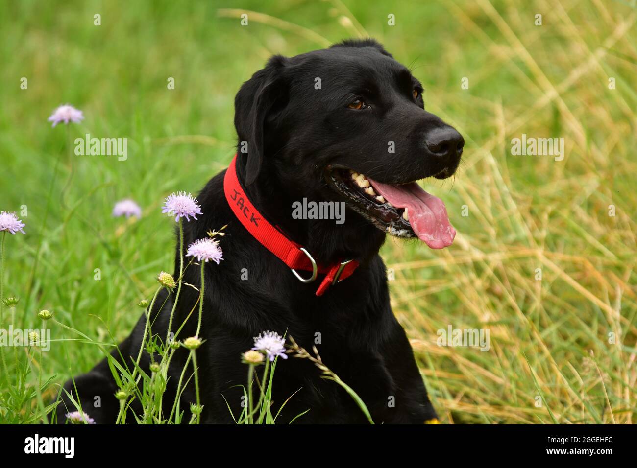 Beautiful black labrador dog in liberty Stock Photo - Alamy