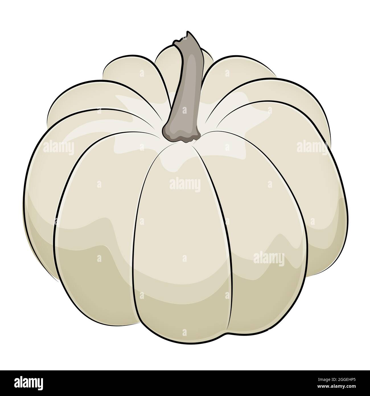 White autumn pumpkin on white background. Vector illustration Stock ...