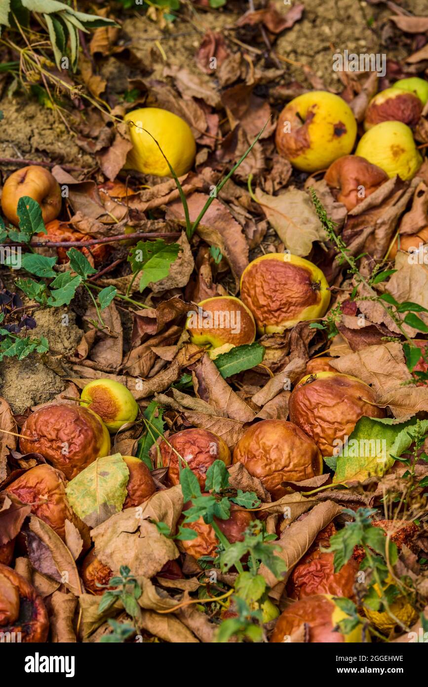 rotten apples on the ground (effects of drought Stock Photo - Alamy