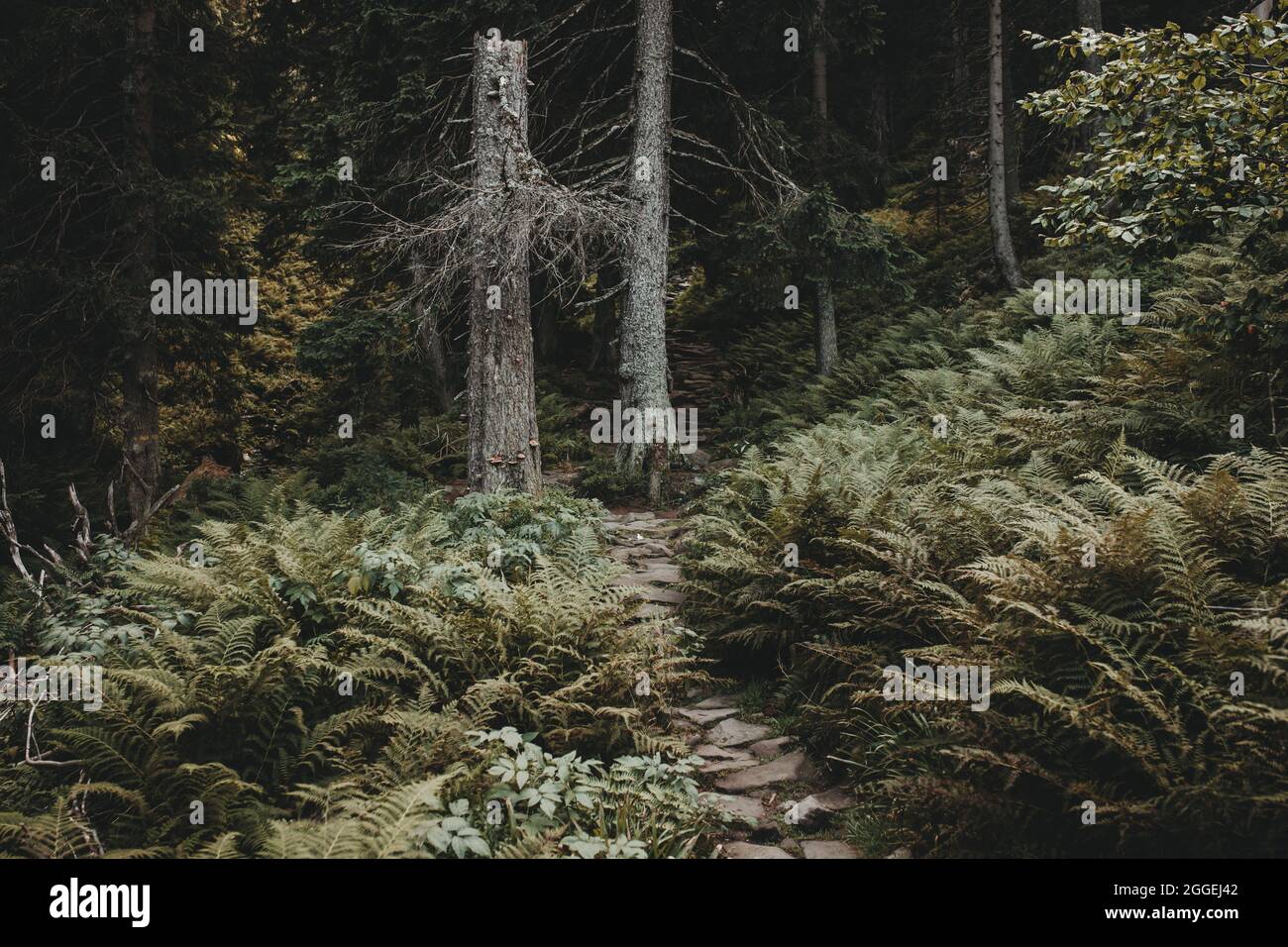 Rocky mountain path. Trekking trail Stock Photo - Alamy