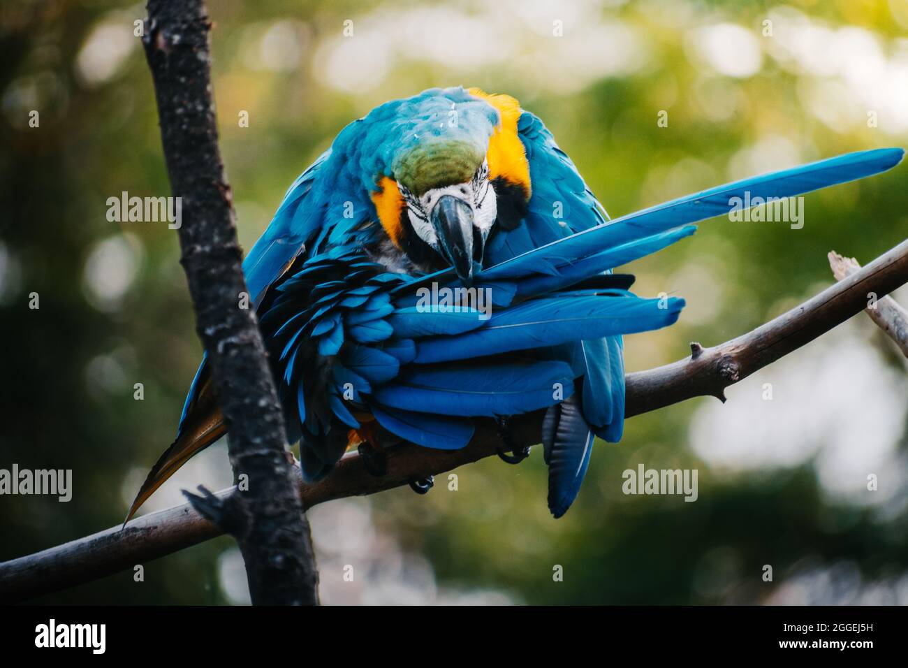 Happy bird macaw parrot hi-res stock photography and images - Alamy