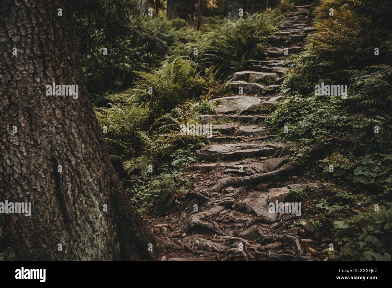 Rocky mountain path. Trekking trail Stock Photo - Alamy