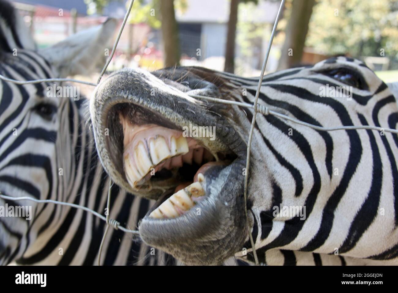 Zebra Teeth