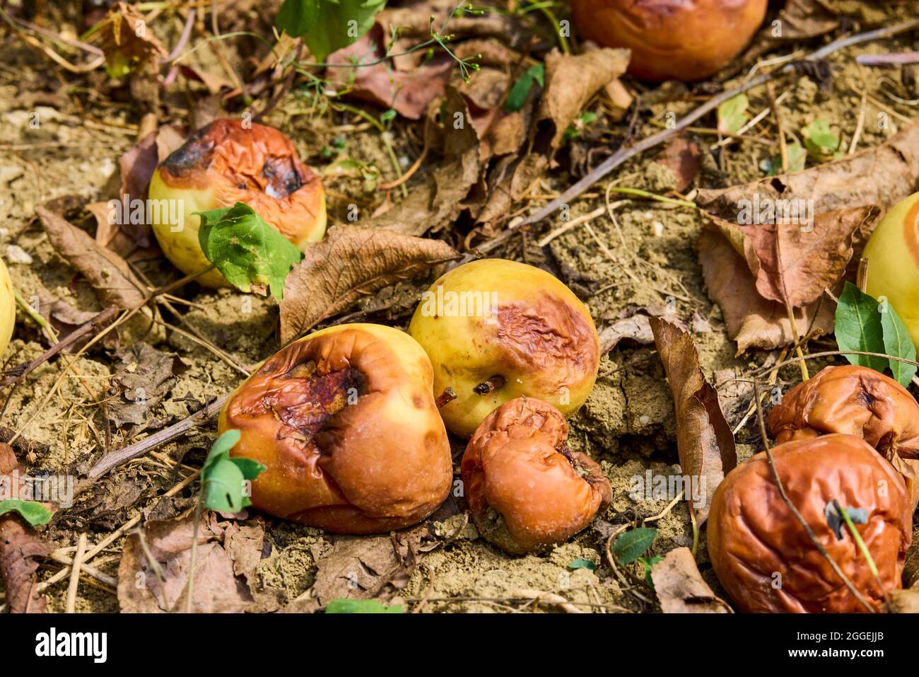 rotten apples on the ground (effects of drought Stock Photo - Alamy