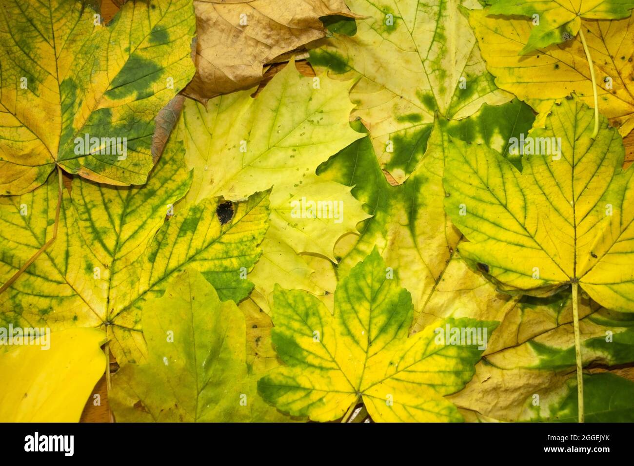 The early autumn colours of the first leaves of the Sycamore to be shed ...