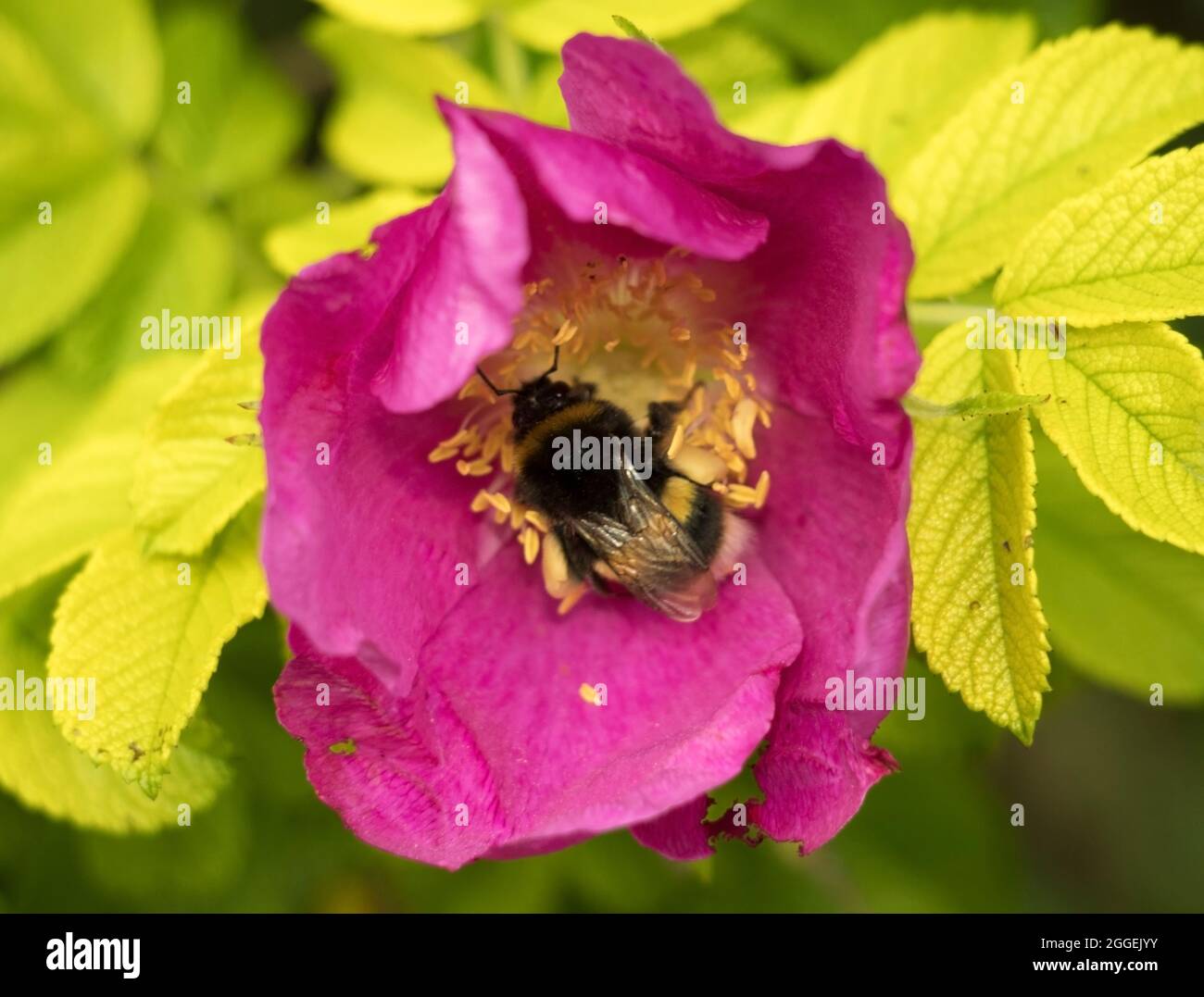 A White-tailed Bumble-bee is attracted to the scented flower of a ...