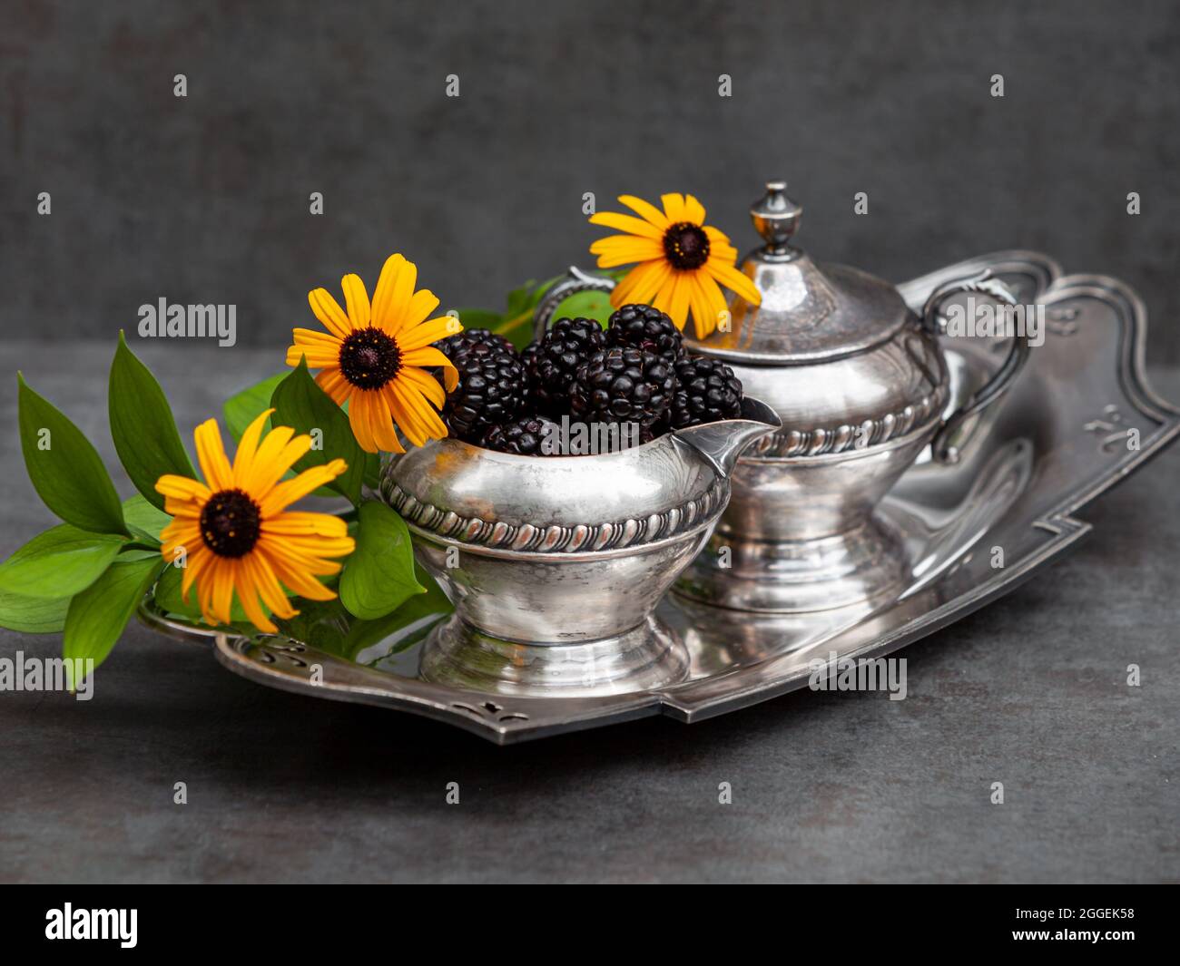 Silver leaf daisy hi-res stock photography and images - Alamy
