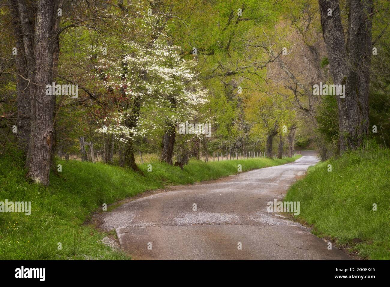 Spring dogwoods in Cade’s Cove Stock Photo - Alamy