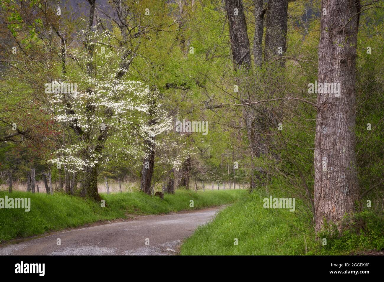 Spring dogwoods in Cade’s Cove Stock Photo - Alamy