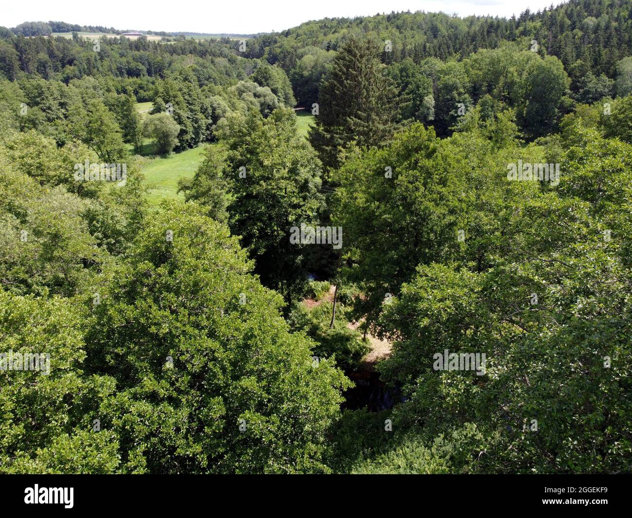 Mesmerizing landscape view with dense high trees on a sunny day Stock ...