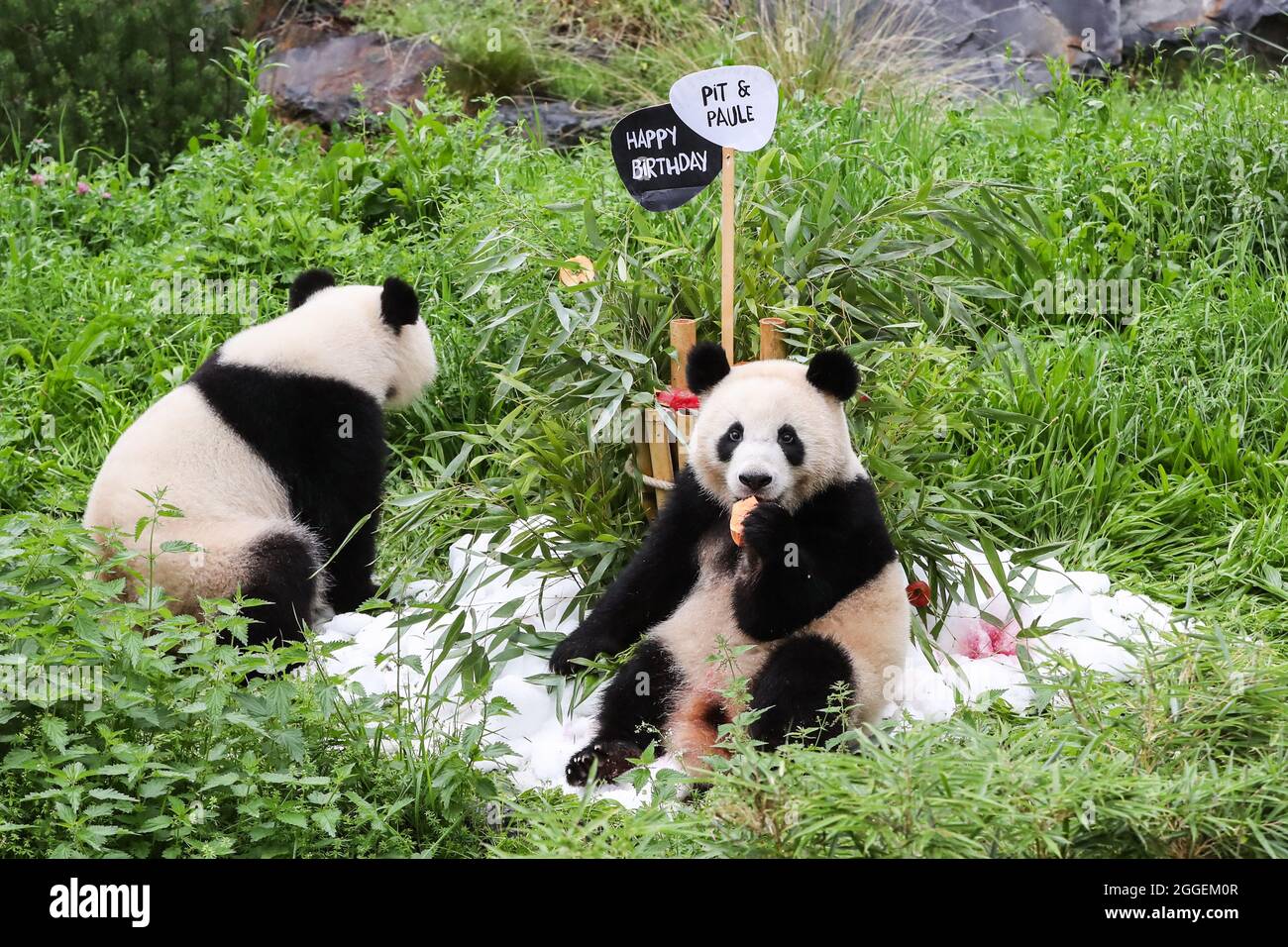 Berlin, Germany. 31st Aug, 2021. Giant panda Meng Yuan (R) and its ...