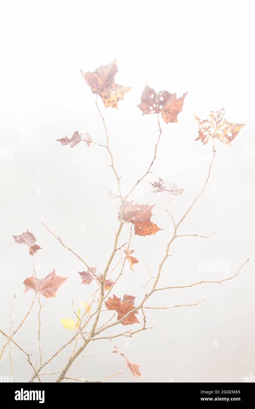 Fog leaves hi-res stock photography and images - Alamy
