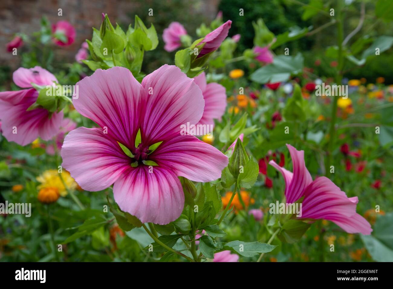 Annual mallow the vulcan hi-res stock photography and images - Alamy