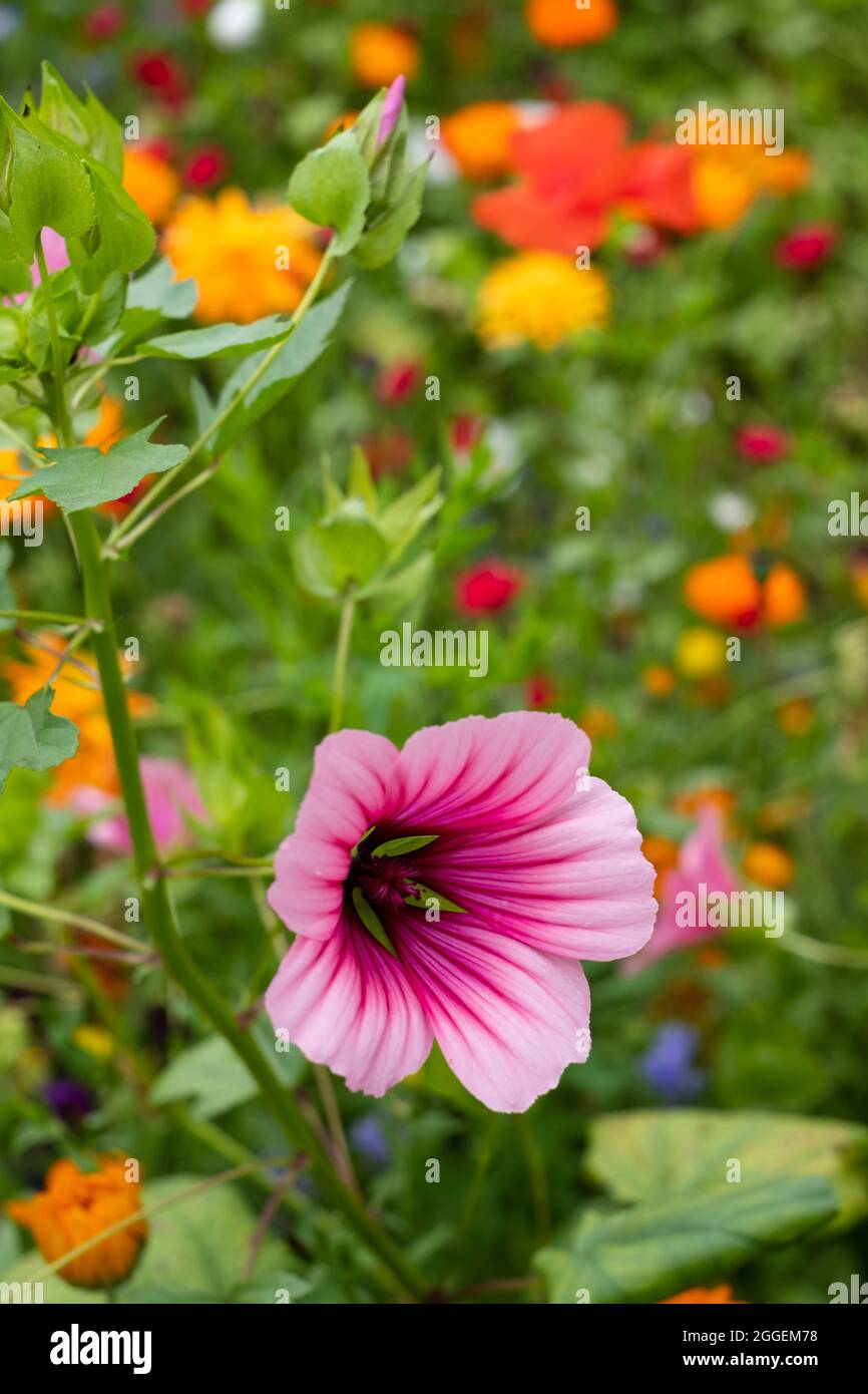 Mallow the vulcan hi-res stock photography and images - Alamy