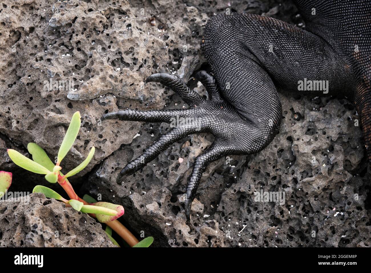 Marine iguana foot in the Galápagos Islands of Ecuador Stock Photo - Alamy