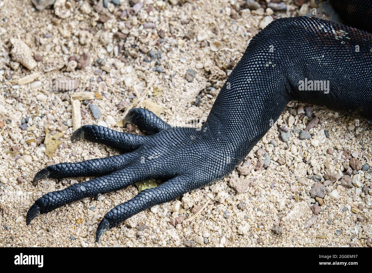Marine iguana foot in the Galápagos Islands of Ecuador Stock Photo - Alamy