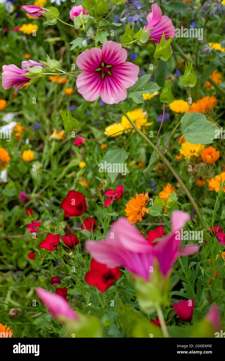 Annual mallow the vulcan hi-res stock photography and images - Alamy