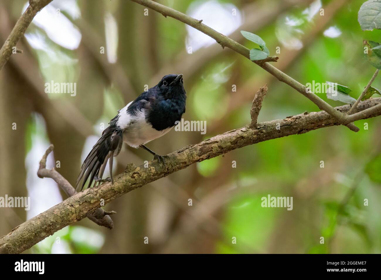 Oriental magpie robin male hi-res stock photography and images - Alamy