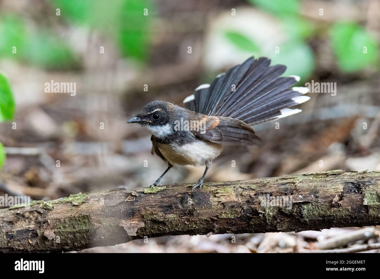 White browed Fantail flycatcher (Rhipidura aureola Stock Photo - Alamy