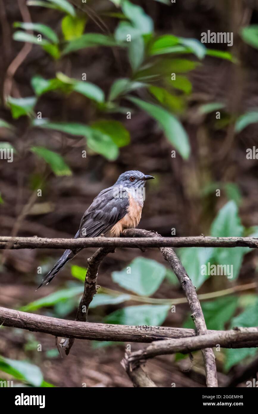 Male Plaintive Cuckoo(Cacomantis merulinus) catch on the branch Stock ...