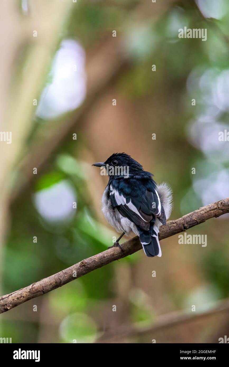 Beautiful male Oriental Magpie-Robin on the bamboo pole, Magpie Robin ...