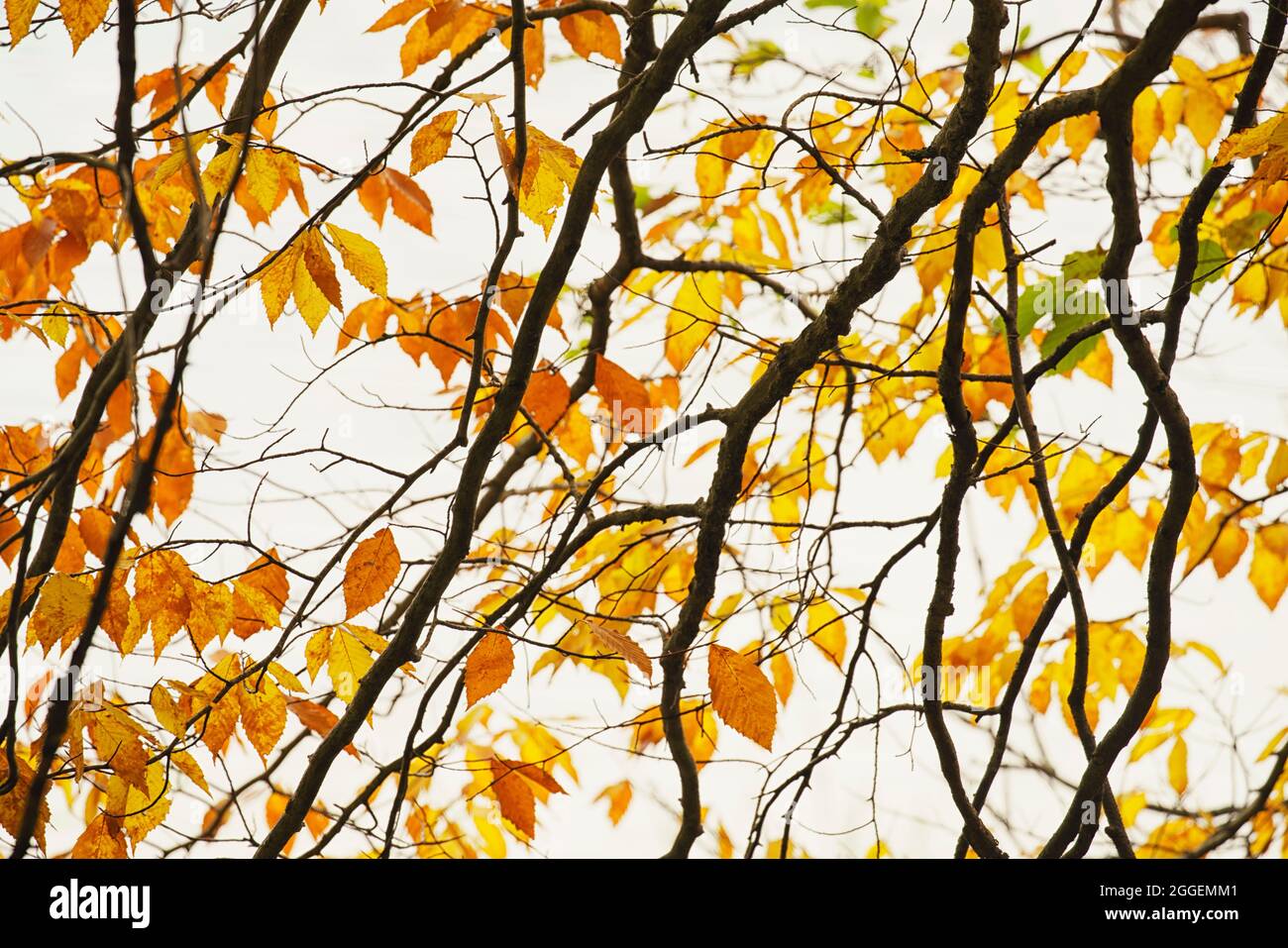 Backlit autumn leaves on white background Stock Photo - Alamy