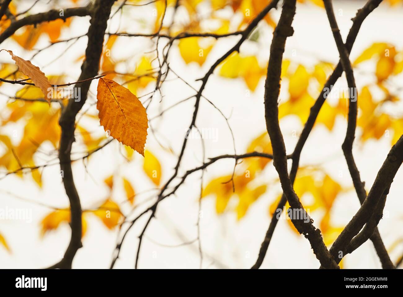 Backlit autumn leaves on white background Stock Photo - Alamy