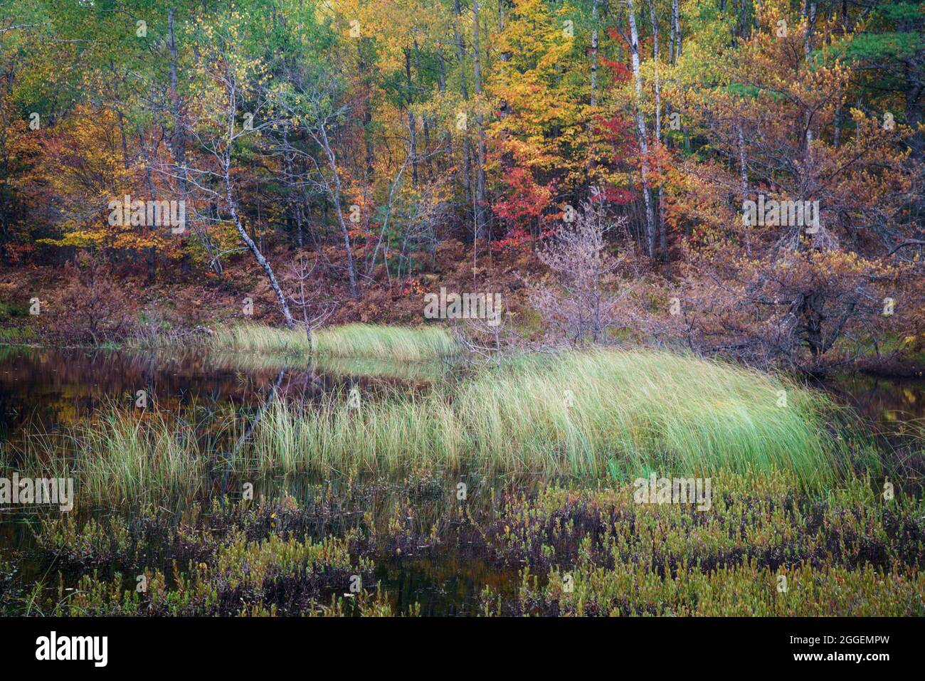 Forested pond hi-res stock photography and images - Alamy